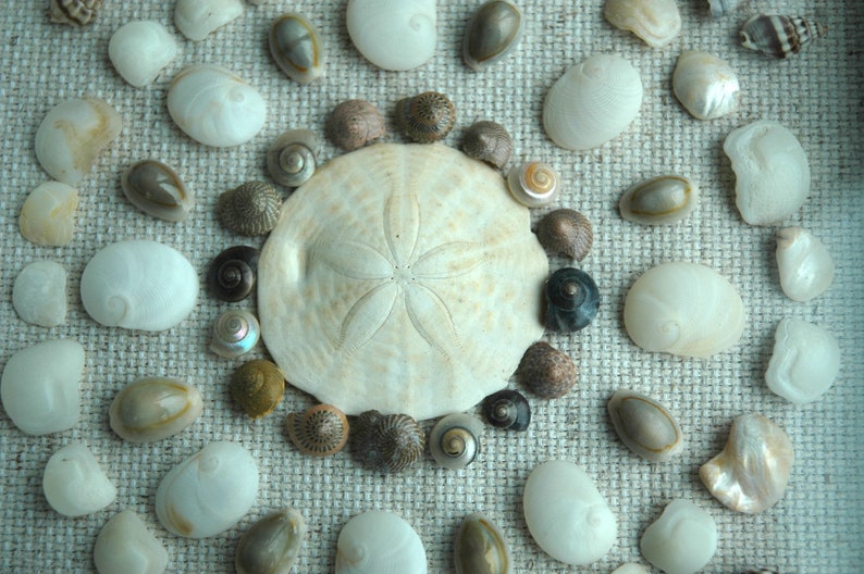 Seashell Art Florida Mandala - Etsy
