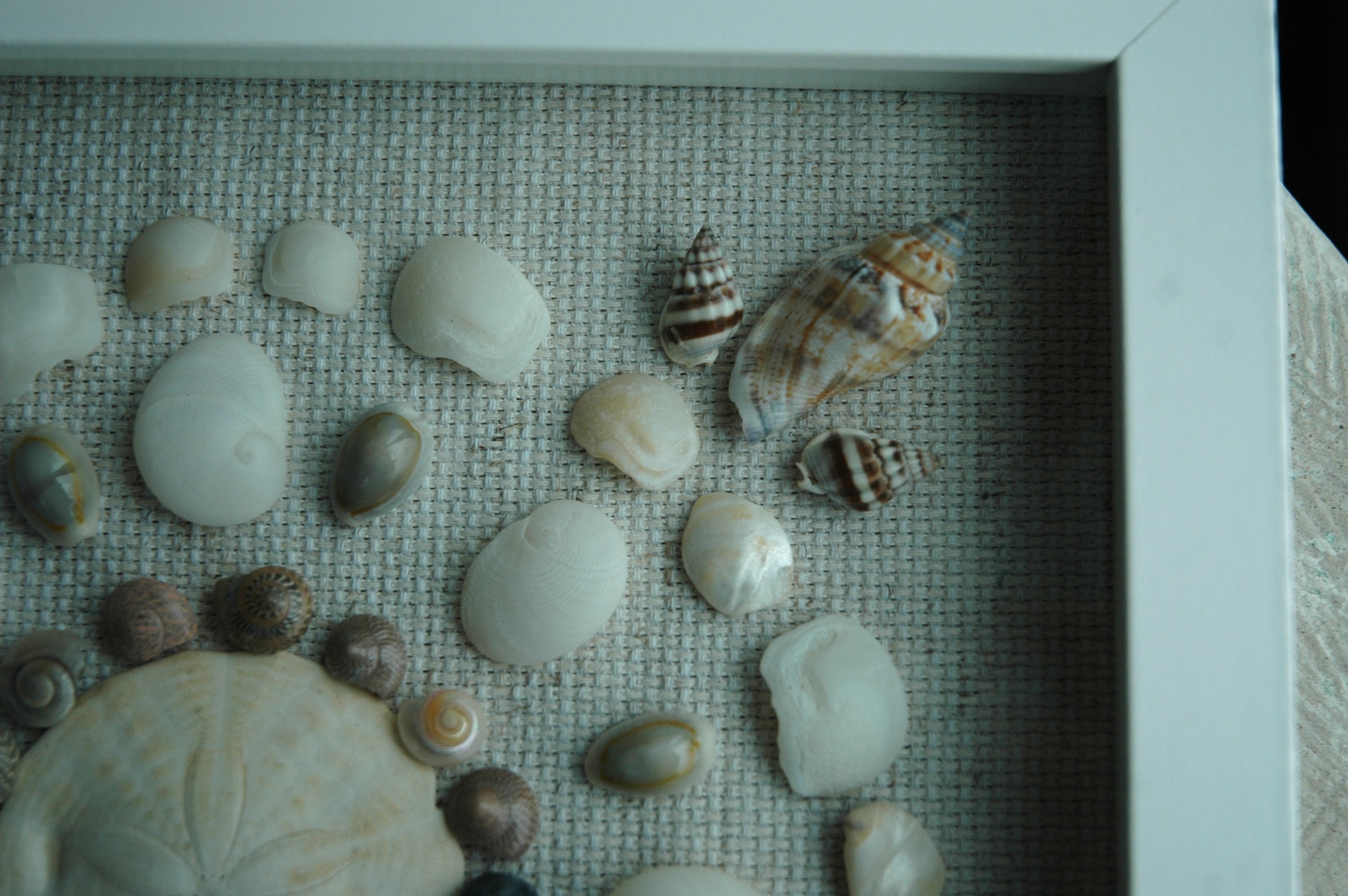 Seashell Art Florida Mandala - Etsy