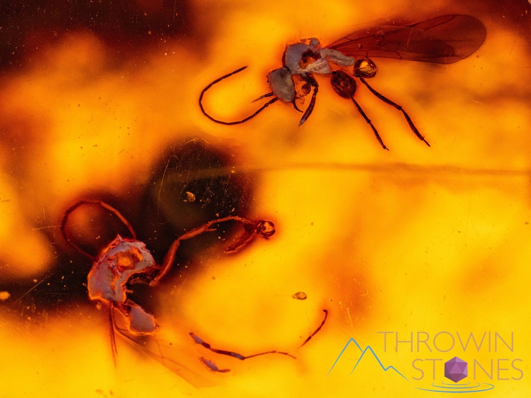 AMBER Stone - Insect Inclusion, Real Fossil - Tumbled Stones, Tumbled ...