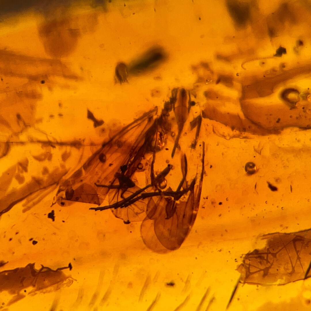 AMBER Stone - Insect Inclusion, Real Fossil - Tumbled Stones, Tumbled ...