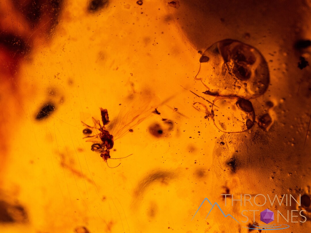 AMBER Stone - Insect Inclusion, Real Fossil - Tumbled Stones, Tumbled ...