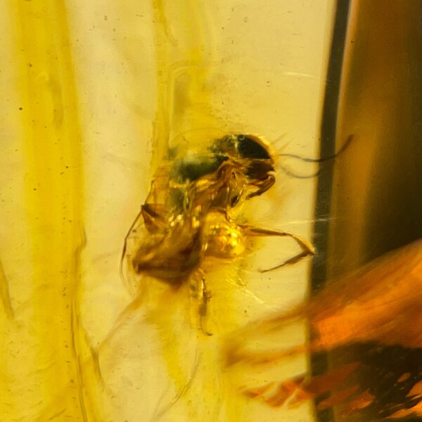 Amber Stone With Insect - Etsy