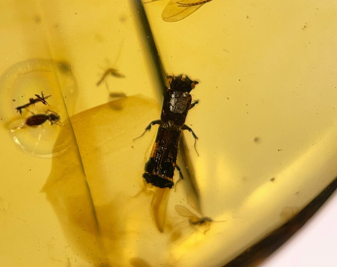 AMBER Stone Insect Inclusion, Real Fossil Tumbled Stones, Tumbled ...
