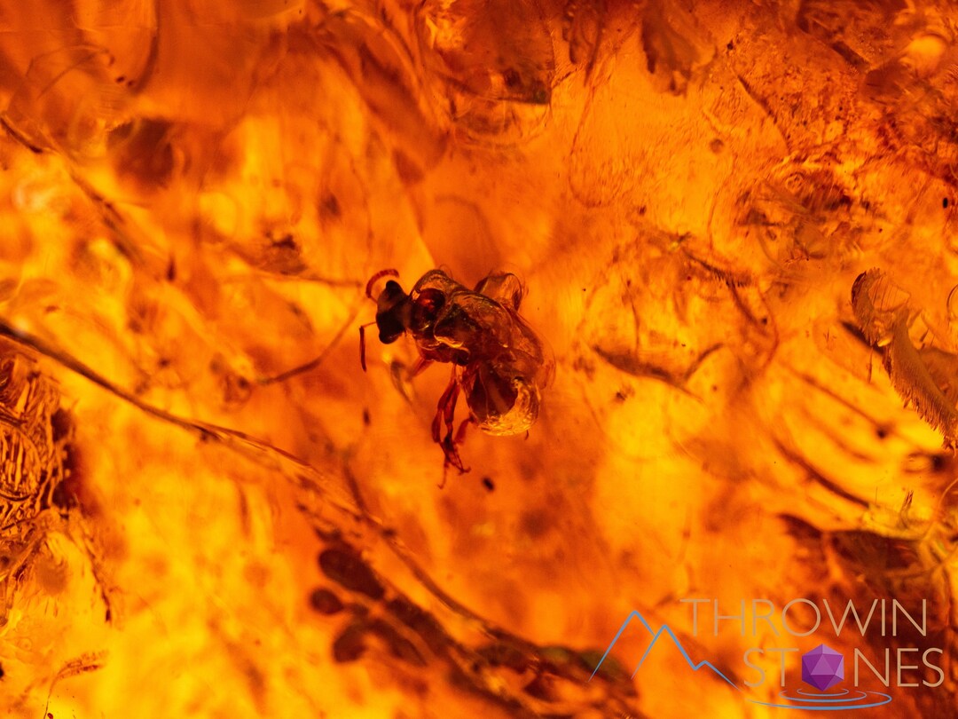 AMBER Stone Insect Inclusion, Real Fossil Tumbled Stones, Tumbled ...