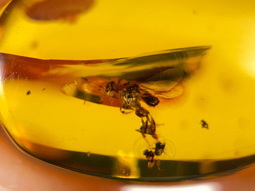 AMBER Stone Insect Inclusion, Real Fossil Tumbled Stones, Tumbled ...