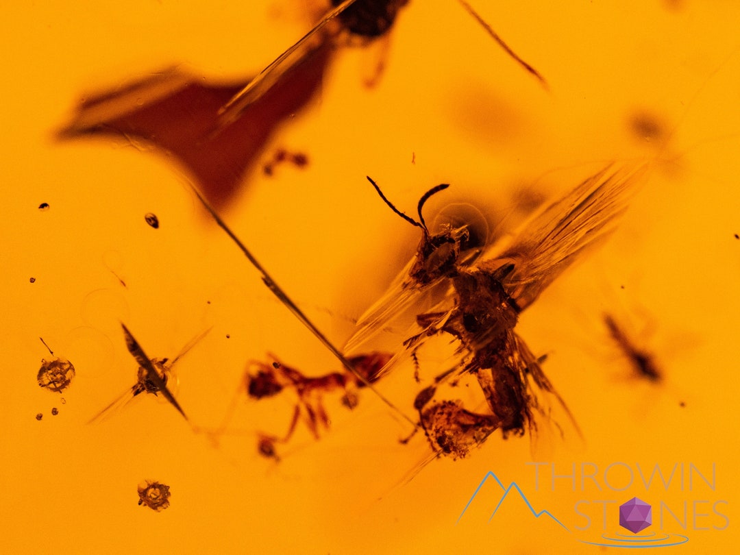AMBER Stone Insect Inclusion, Real Fossil Tumbled Stones, Tumbled ...