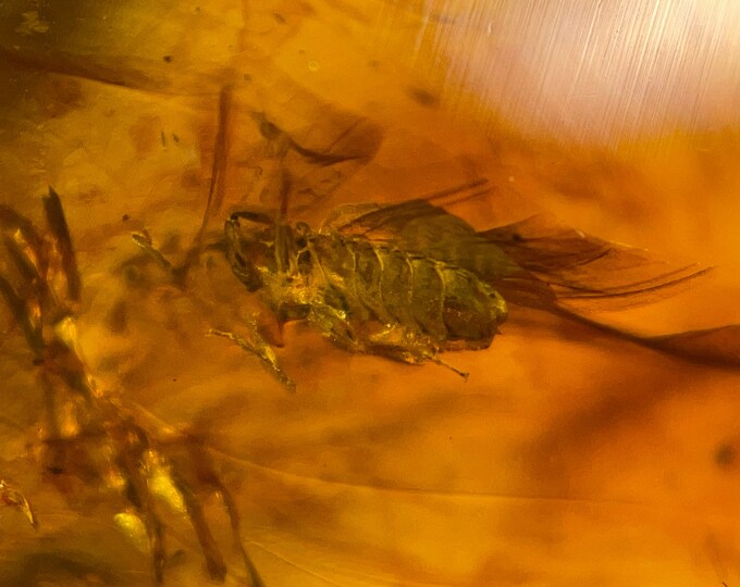 AMBER Stone Insect Inclusion, Real Fossil Tumbled Stones, Tumbled ...