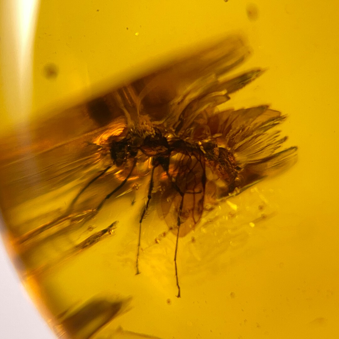 AMBER Stone Insect Inclusion, Real Fossil Tumbled Stones, Tumbled ...