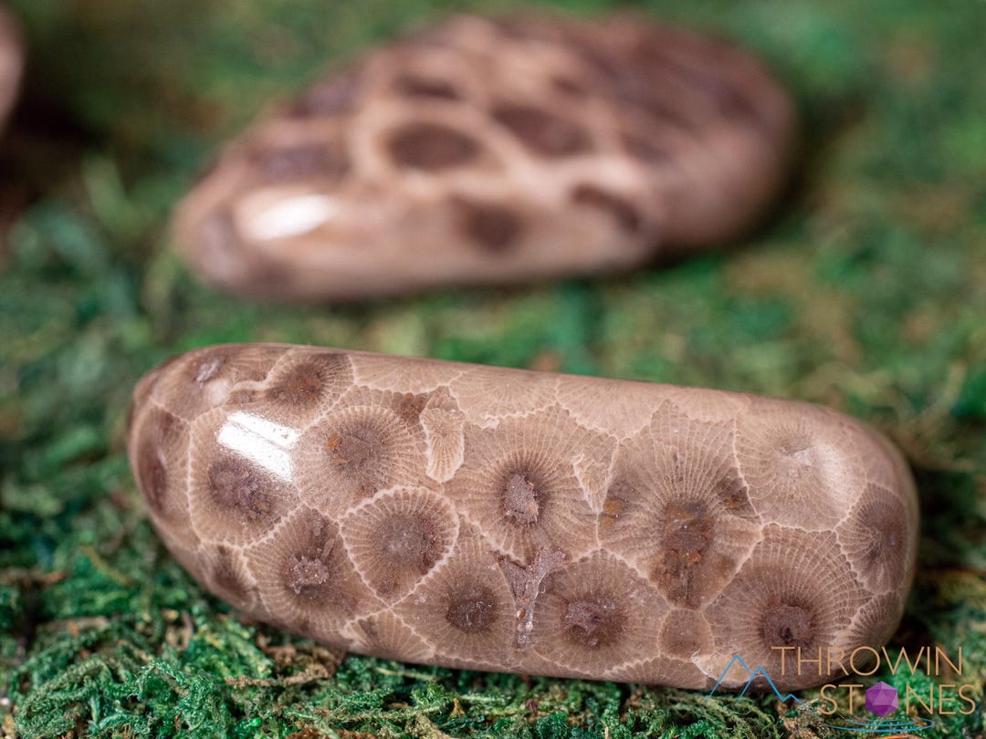 CORAL FOSSIL Tumbled Stones - Petoskey Stone - Tumbled Crystals From ...