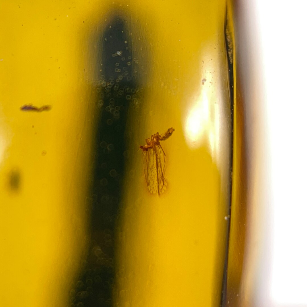 AMBER Stone - Insect Inclusion, Real Fossil - Tumbled Stones, Tumbled ...