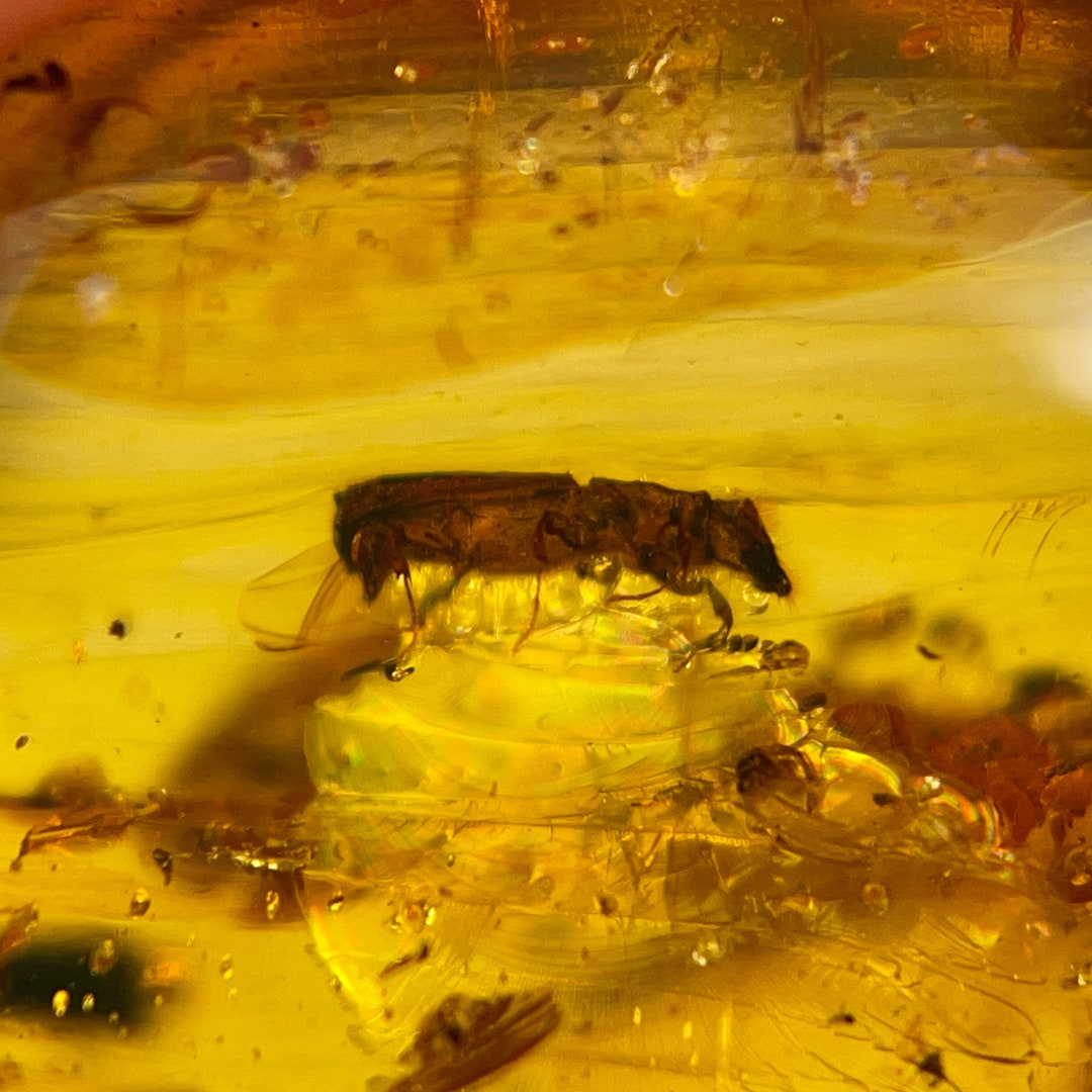 AMBER Stone - Insect Inclusion, Real Fossil - Tumbled Stones, Tumbled ...