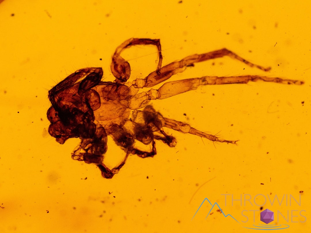 AMBER Stone Spider Insect Inclusion, Real Fossil Tumbled Stones ...