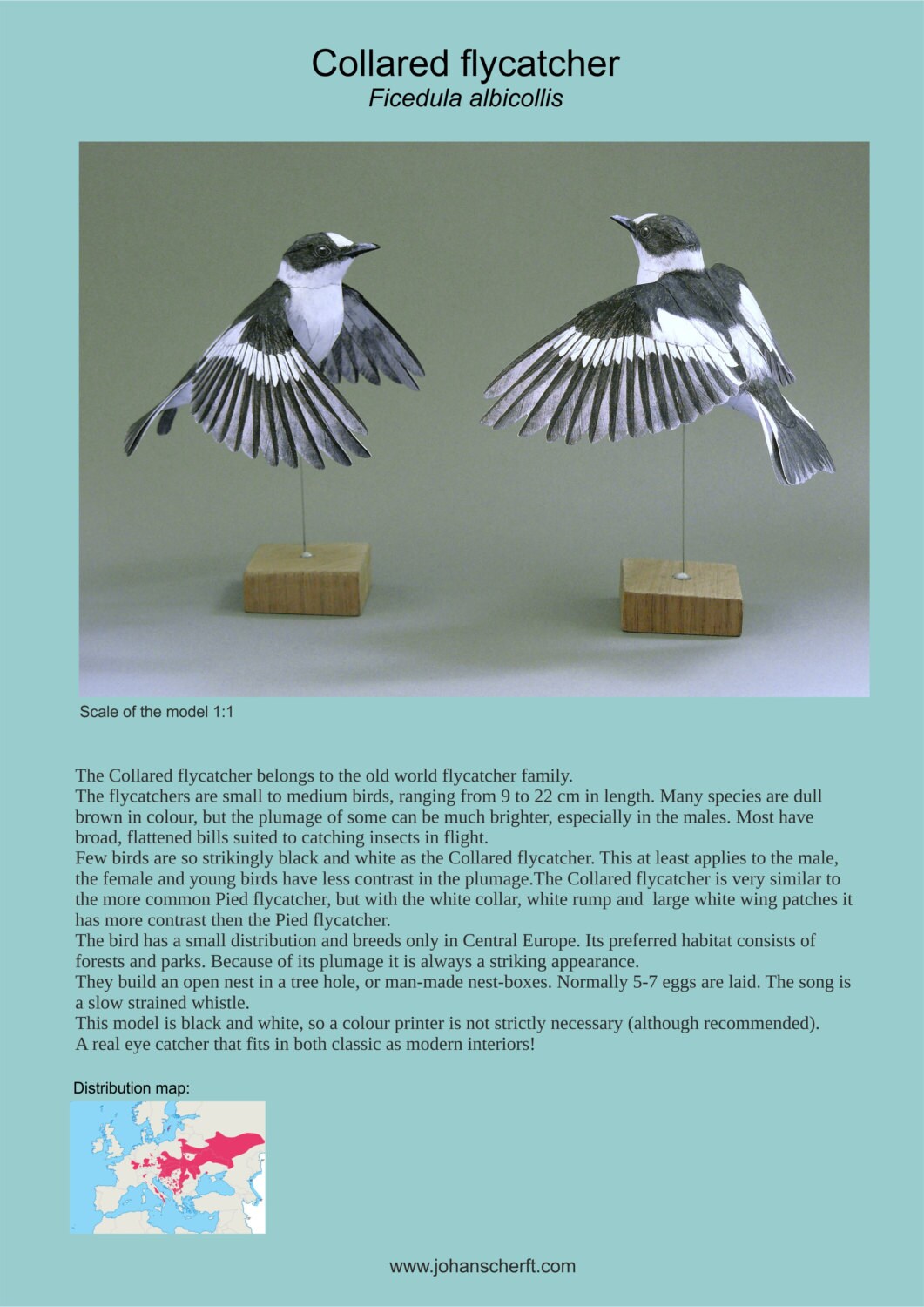 Template Papercraft Flycatcher in Flight. - Etsy