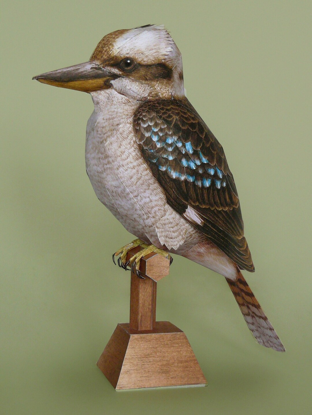 Kookaburra, a Paper Model - Etsy