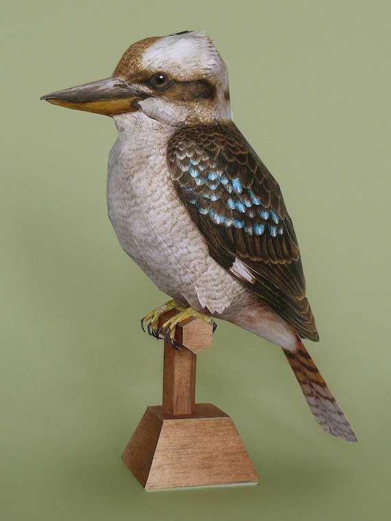 Kookaburra a Paper Model - Etsy