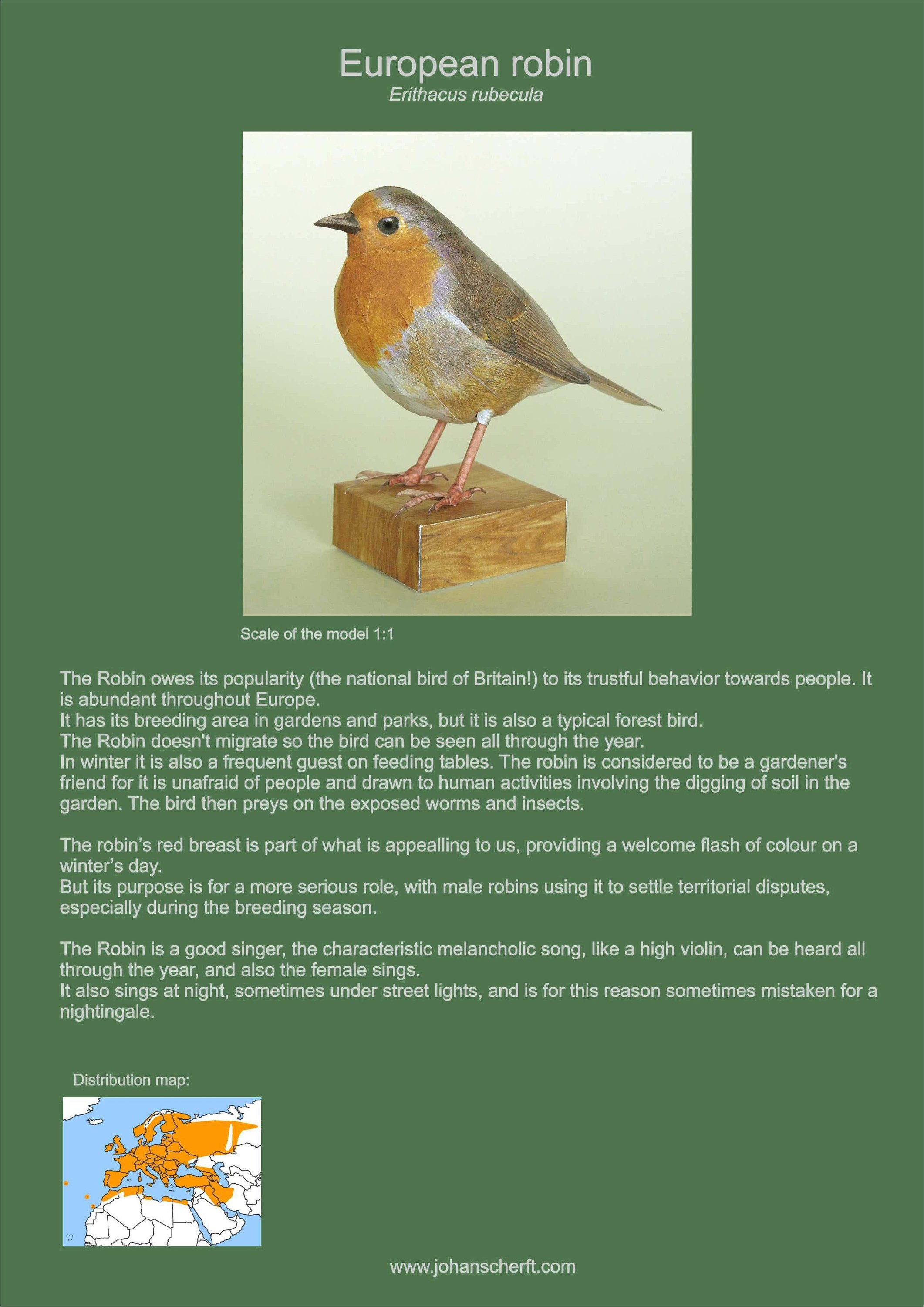 Template European Robin, a Paper Model - Etsy