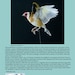 Template Papercraft Goldfinch in Flight - Etsy
