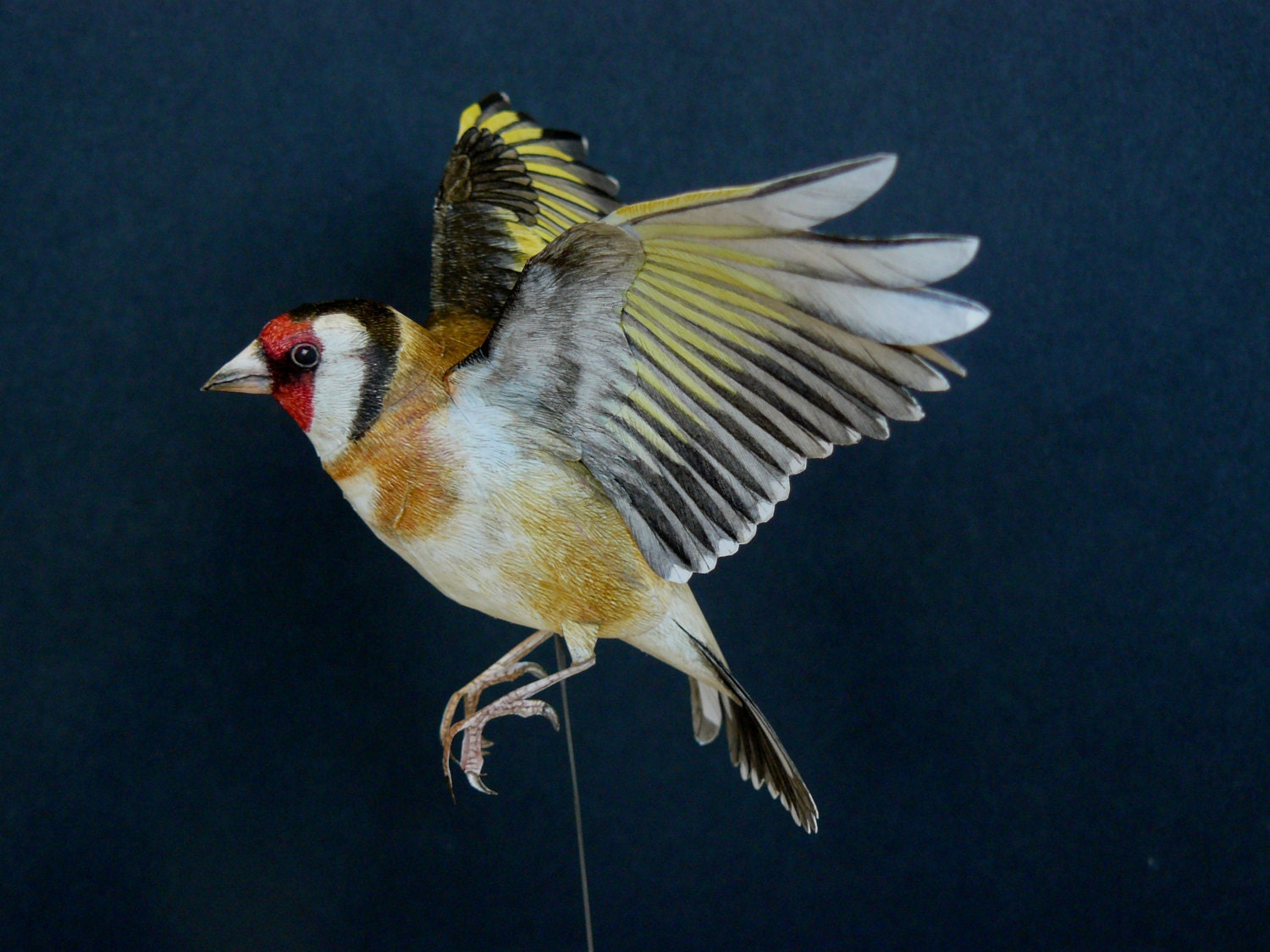 Goldfinch In Flight