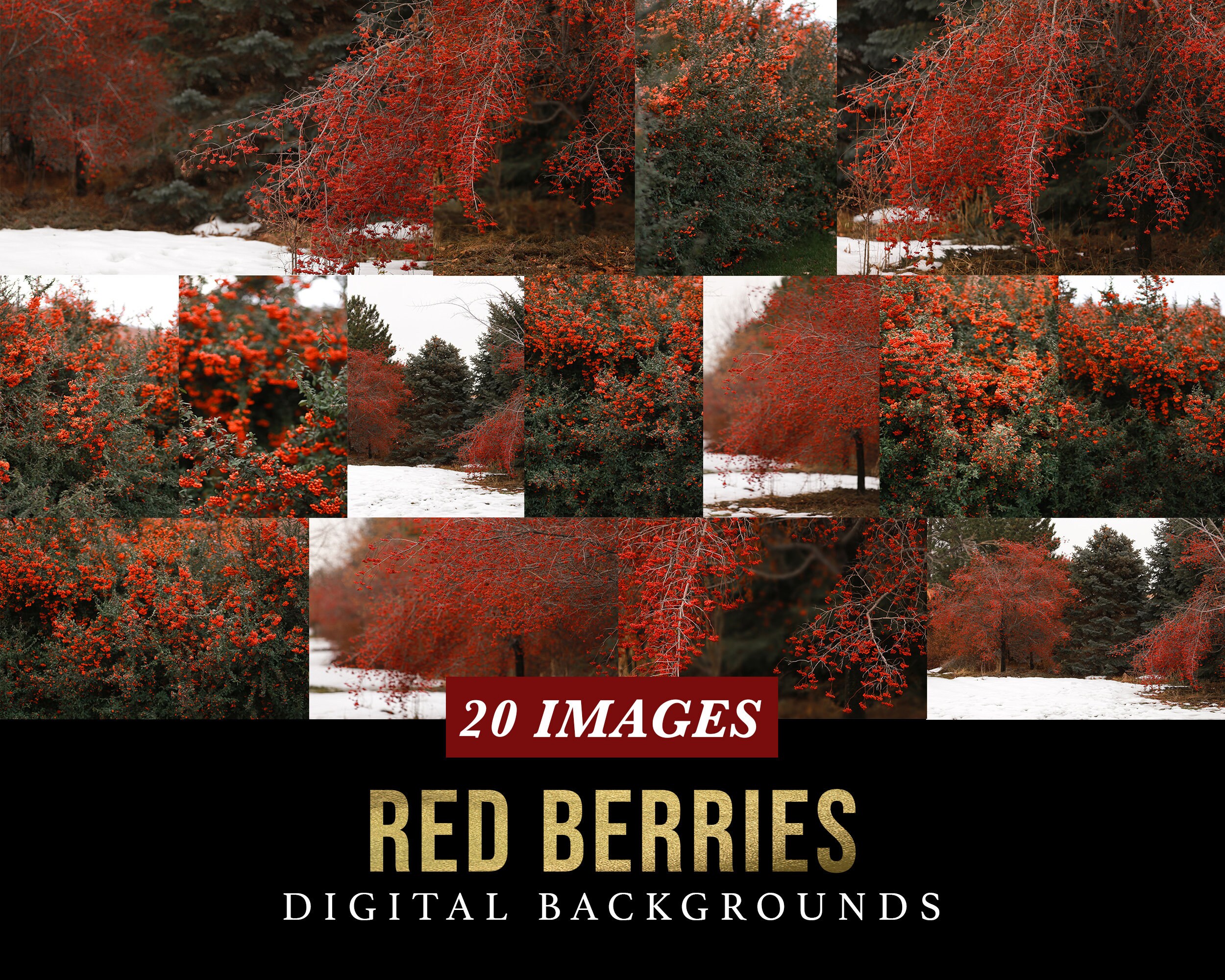 20 Red Berry Digital Backgrounds Winter Photography Backdrops Berries ...