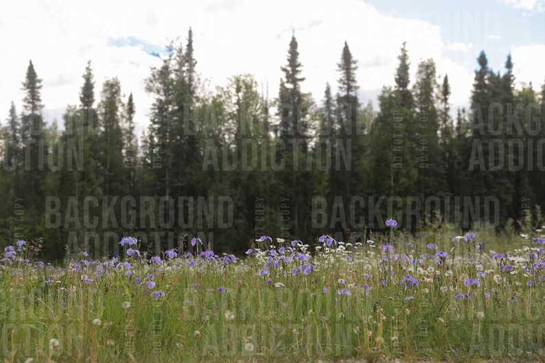 20 Wildflower Fields Digital Backgrounds - Flowers - Wildflower - Etsy