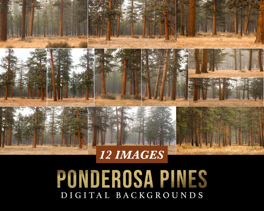 12 Ponderosa Pines Digital Backgrounds - Photography Backdrops - Pines ...