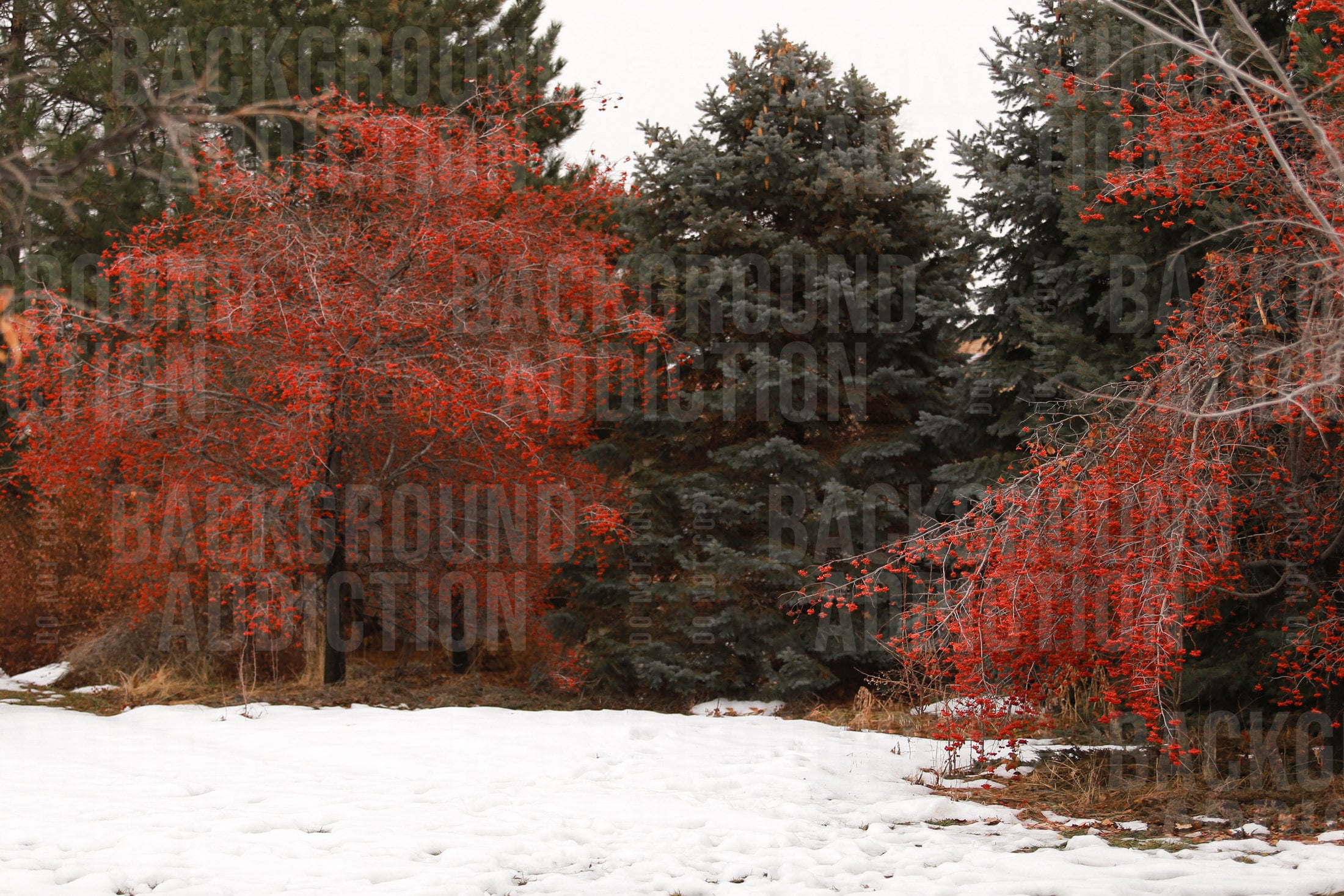 20 Red Berry Digital Backgrounds Winter Photography Backdrops Berries ...