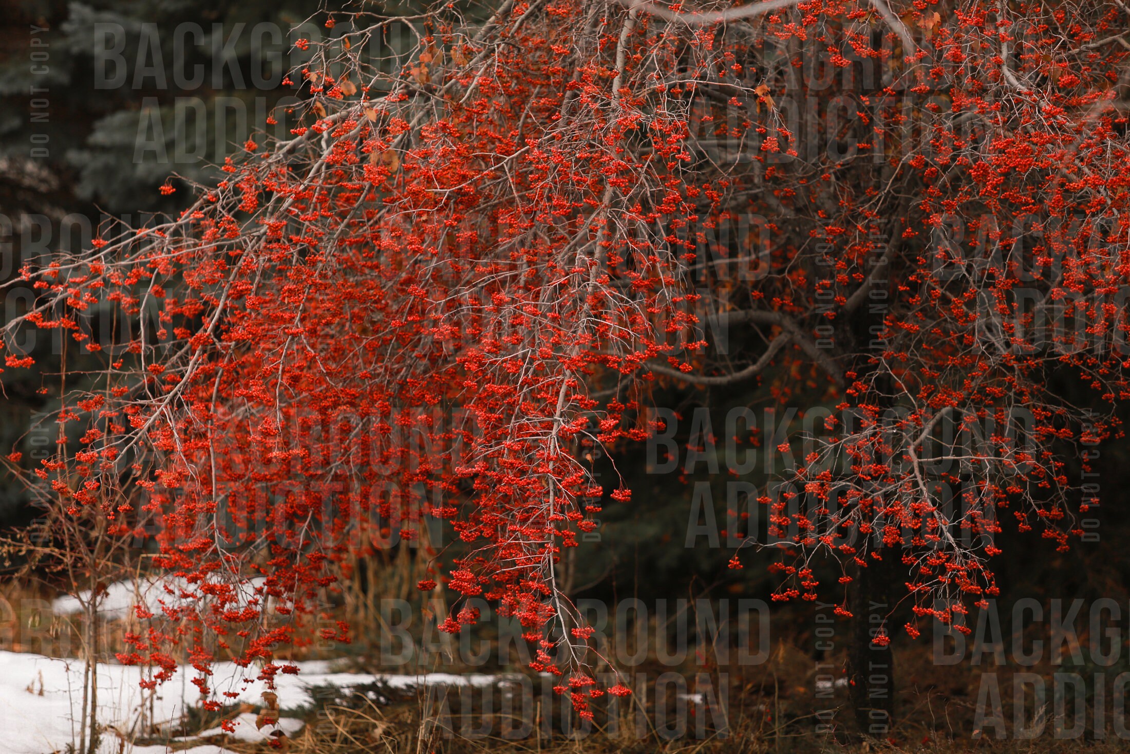 20 Red Berry Digital Backgrounds Winter Photography Backdrops Berries ...