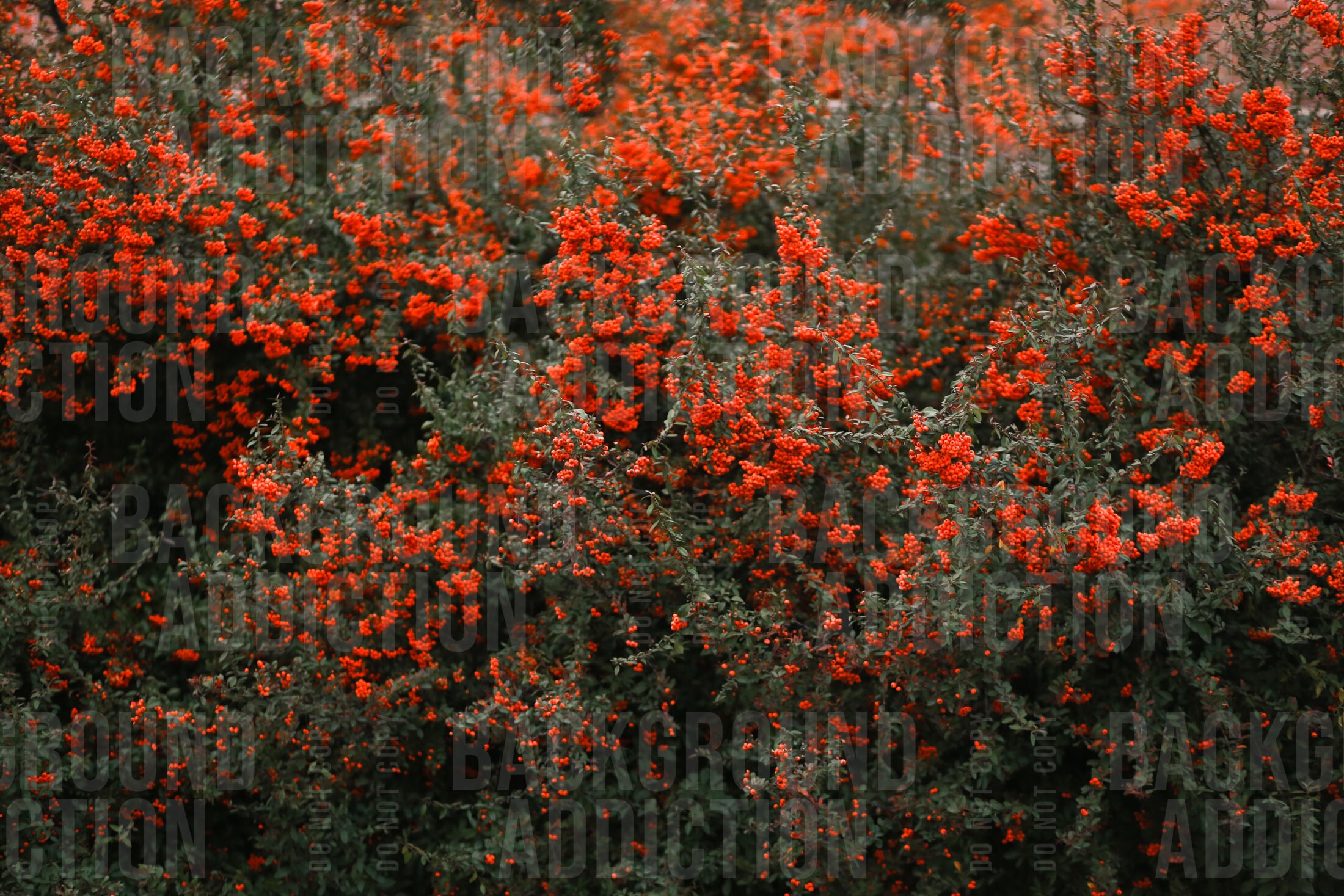 20 Red Berry Digital Backgrounds Winter Photography Backdrops Berries ...