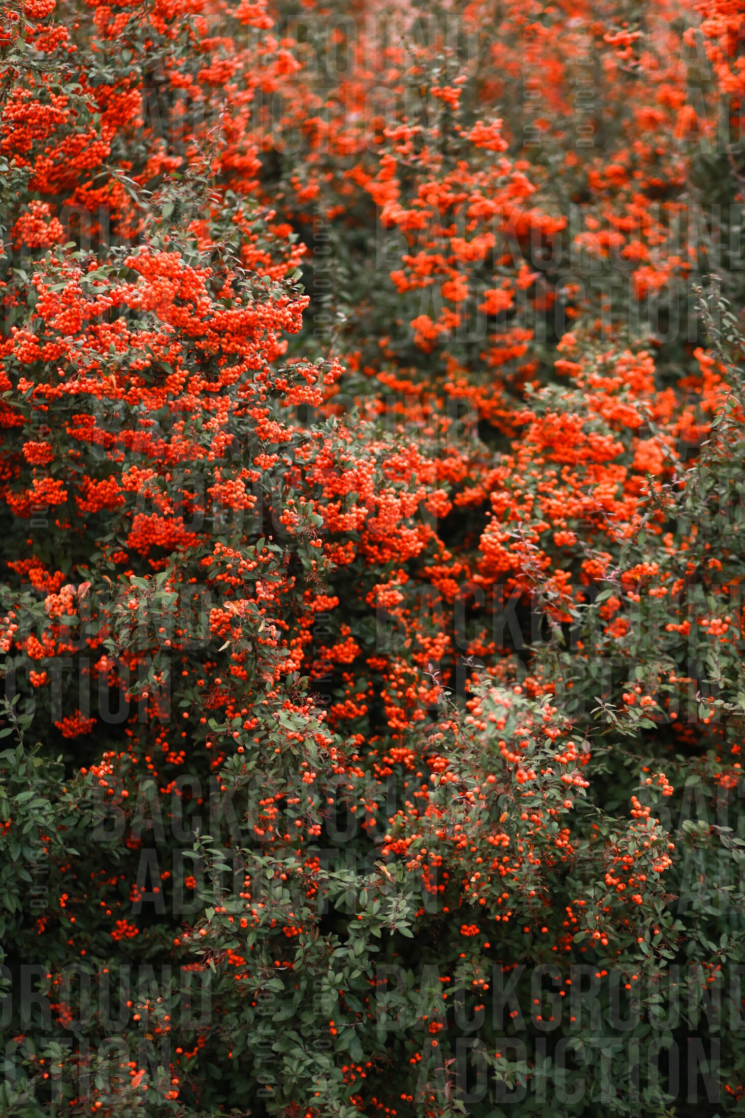 20 Red Berry Digital Backgrounds Winter Photography Backdrops Berries ...