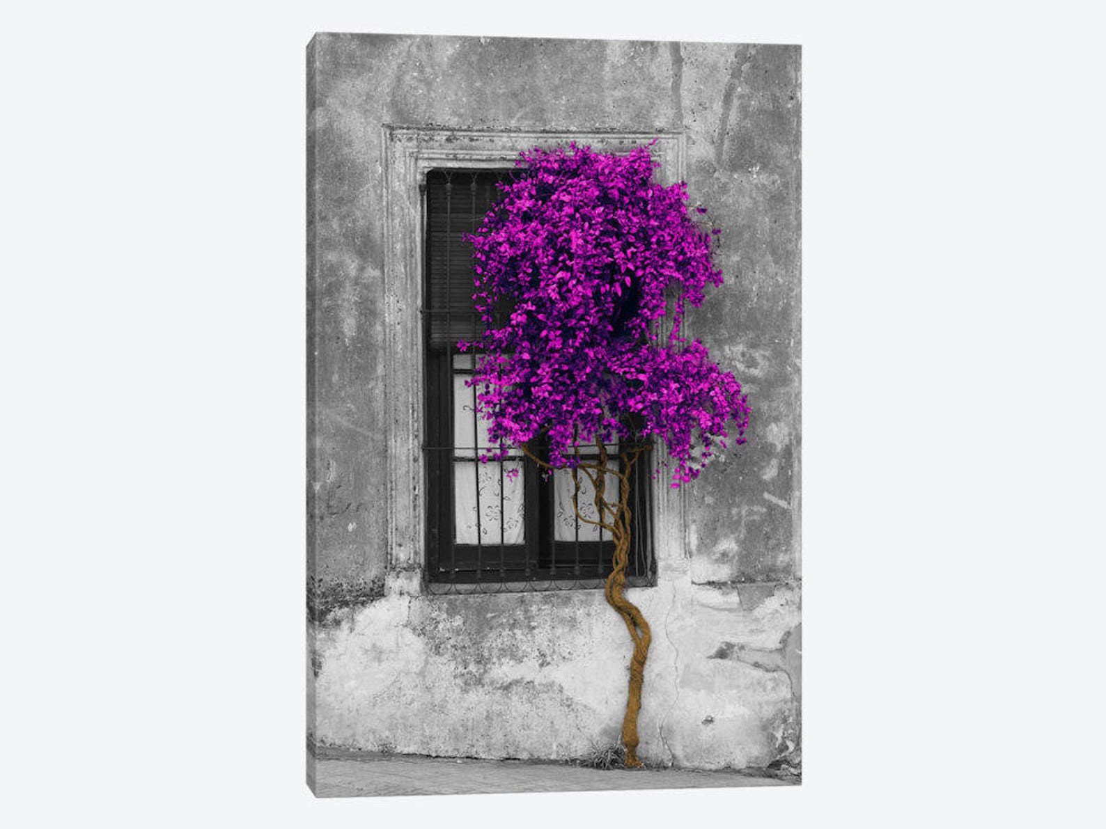 Tree Art Print Tree Photograph Tree Front of Window Purple - Etsy