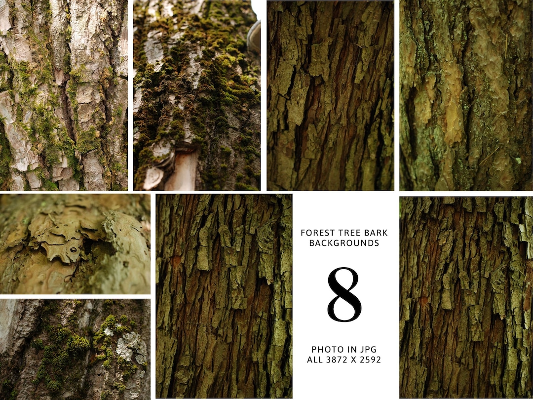 Set of Digital Photo Backdrops Tree Bark Backgrounds, Forest Texture ...