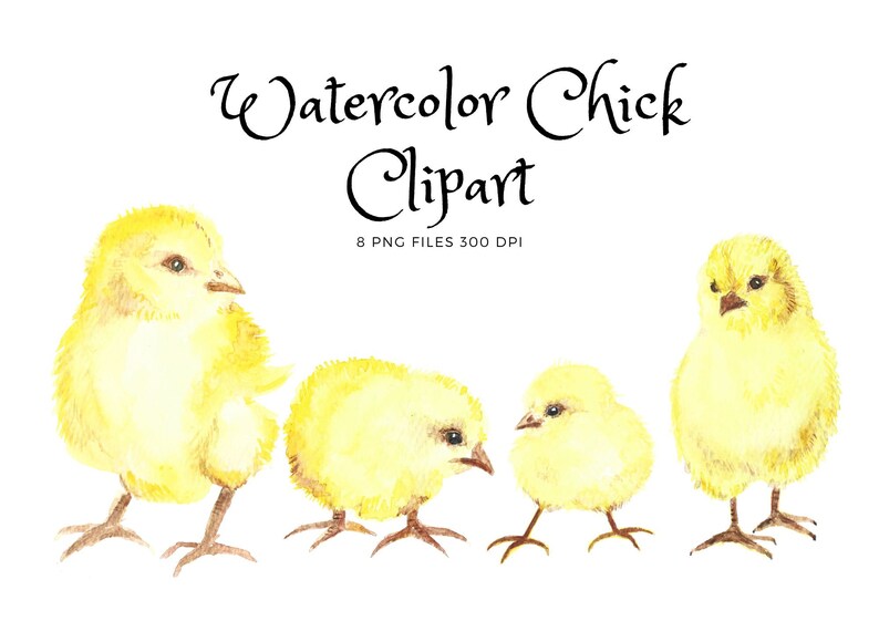 Watercolor Chick Clipart Easter Chick, 8 PNG Instant Download ...