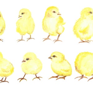Watercolor Chick Clipart Easter Chick, 8 PNG Instant Download ...