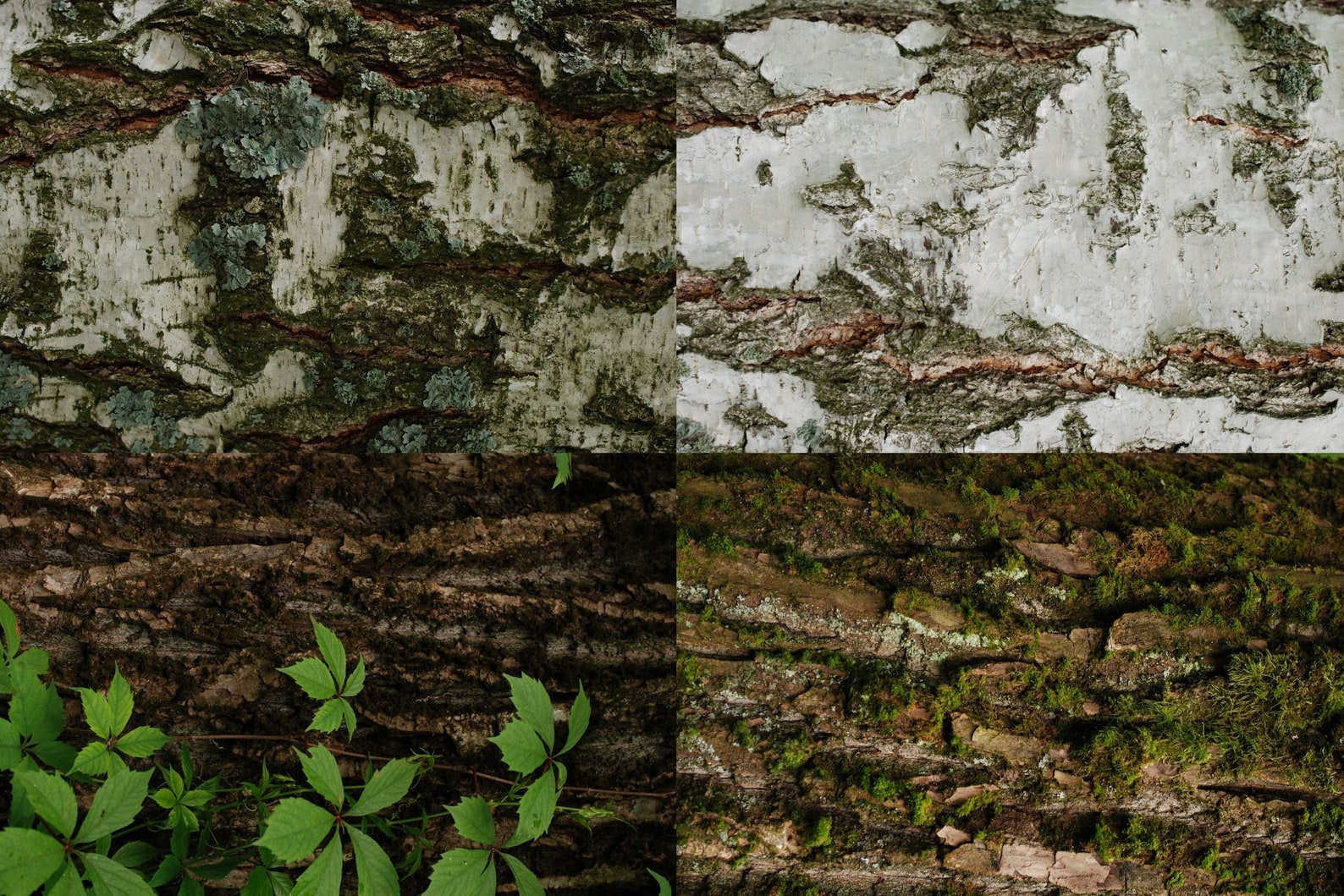 Set of Forest Backdrops Tree Bark Digital Photo Backgrounds - Etsy