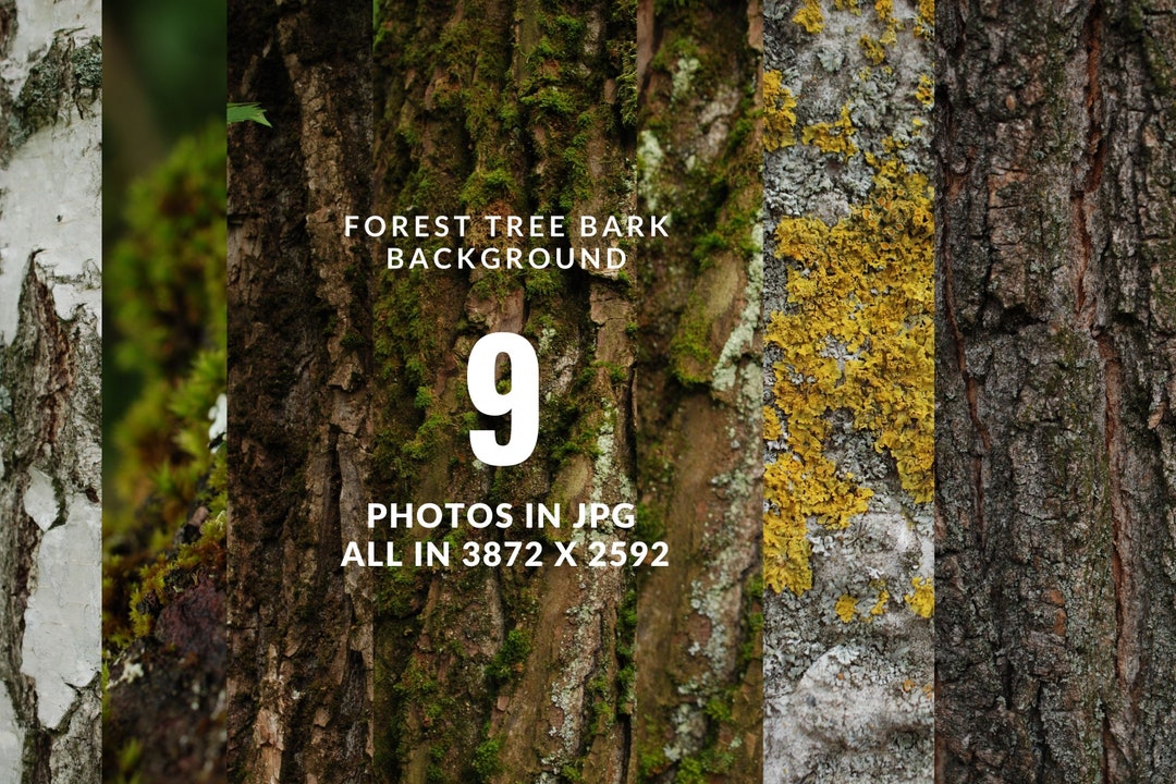 Set of Forest Backdrops Tree Bark Digital Photo Backgrounds - Etsy