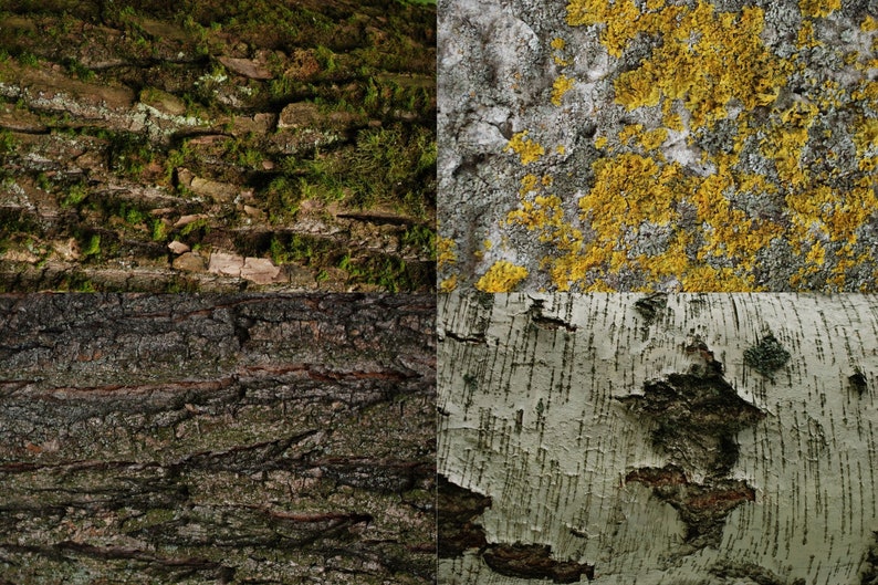 Set of Forest Backdrops Tree Bark Digital Photo Backgrounds - Etsy
