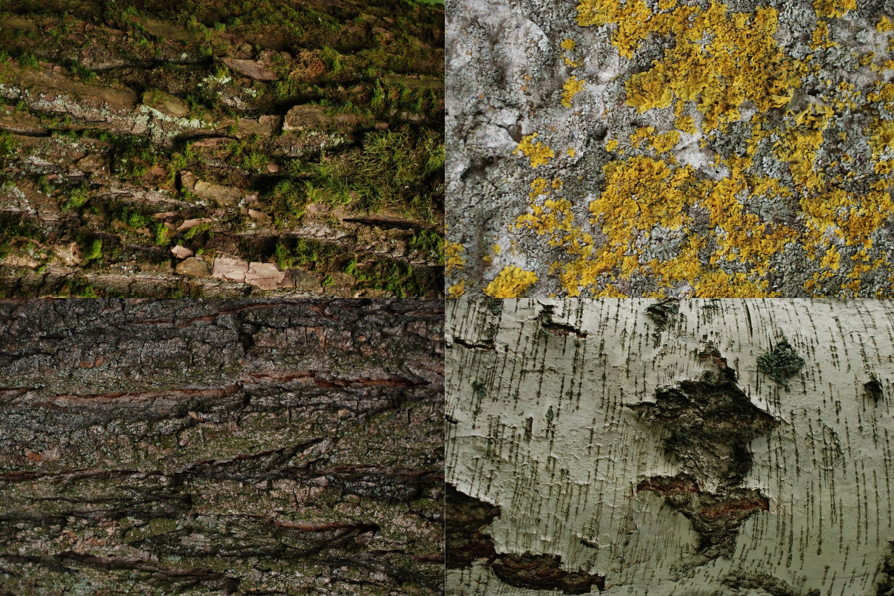 Set of Forest Backdrops Tree Bark Digital Photo Backgrounds - Etsy