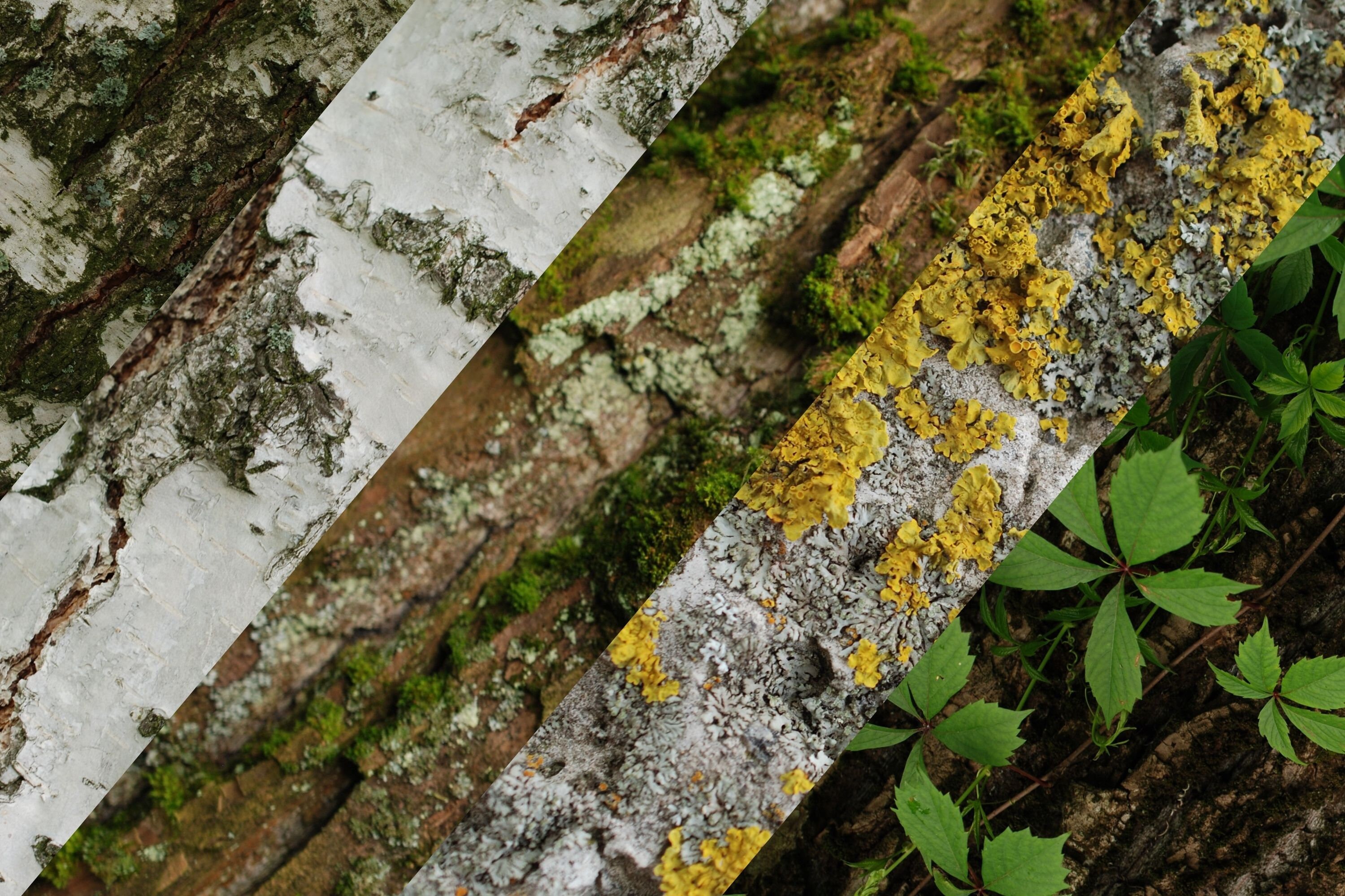 Set of Forest Backdrops Tree Bark Digital Photo Backgrounds - Etsy