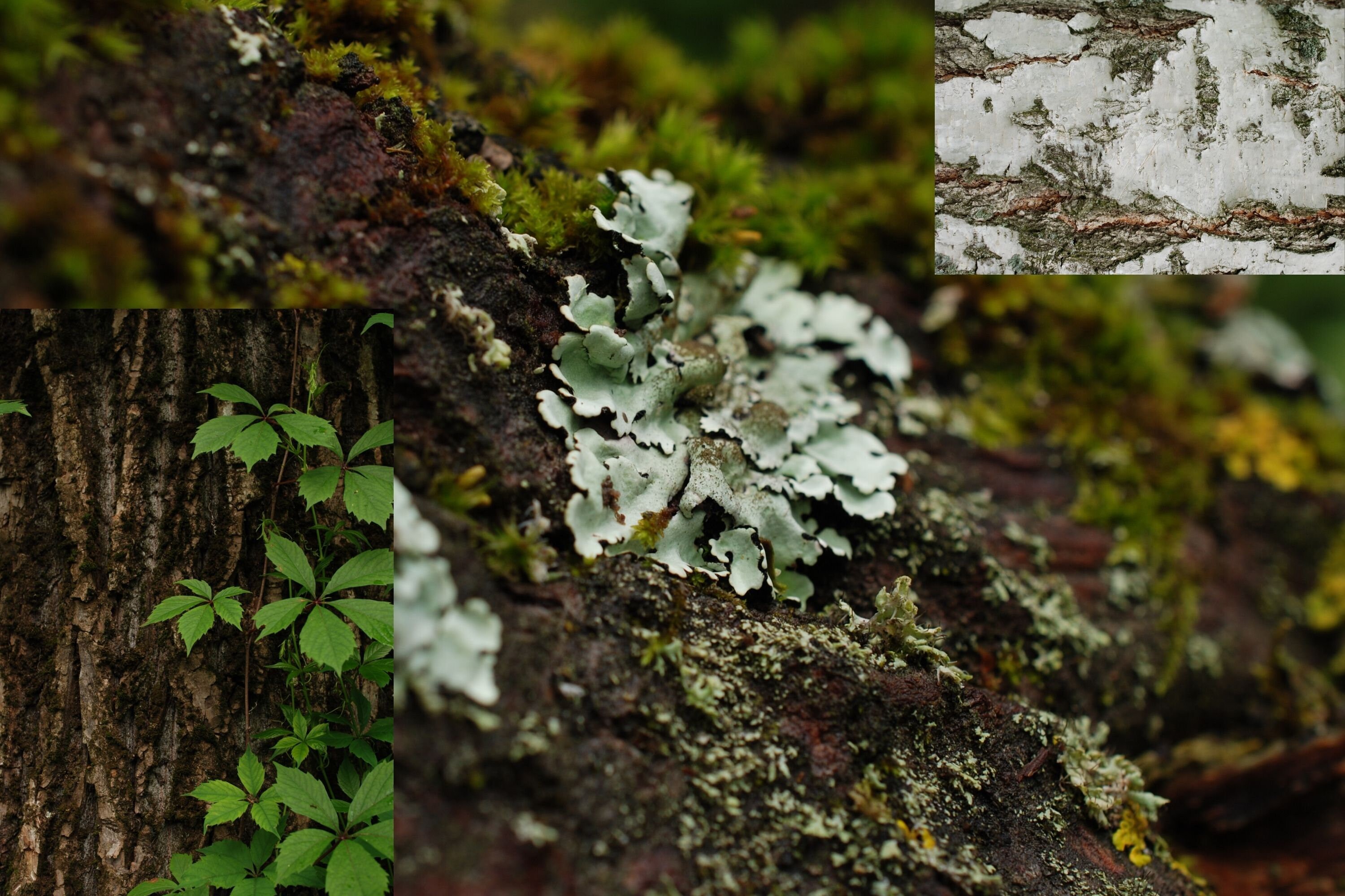 Set of Forest Backdrops Tree Bark Digital Photo Backgrounds - Etsy