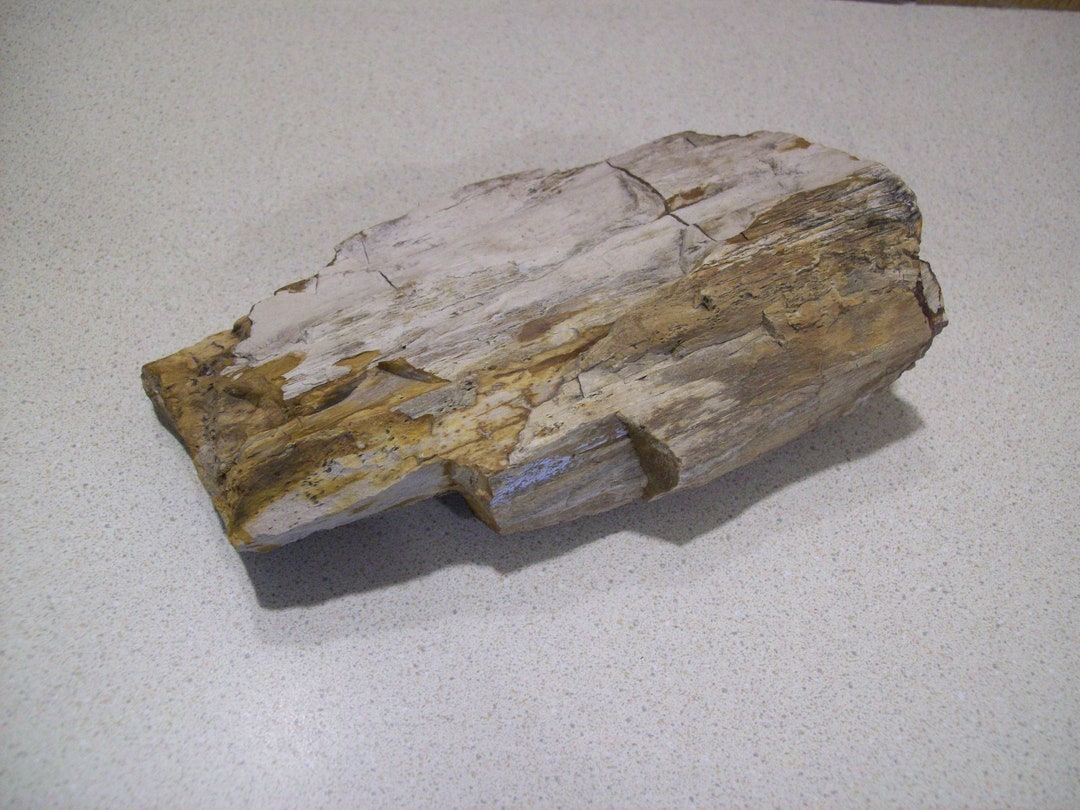 Texas Natural Petrified Wood Log Fossilized Wood 6 1/2" Long Aquarium ...
