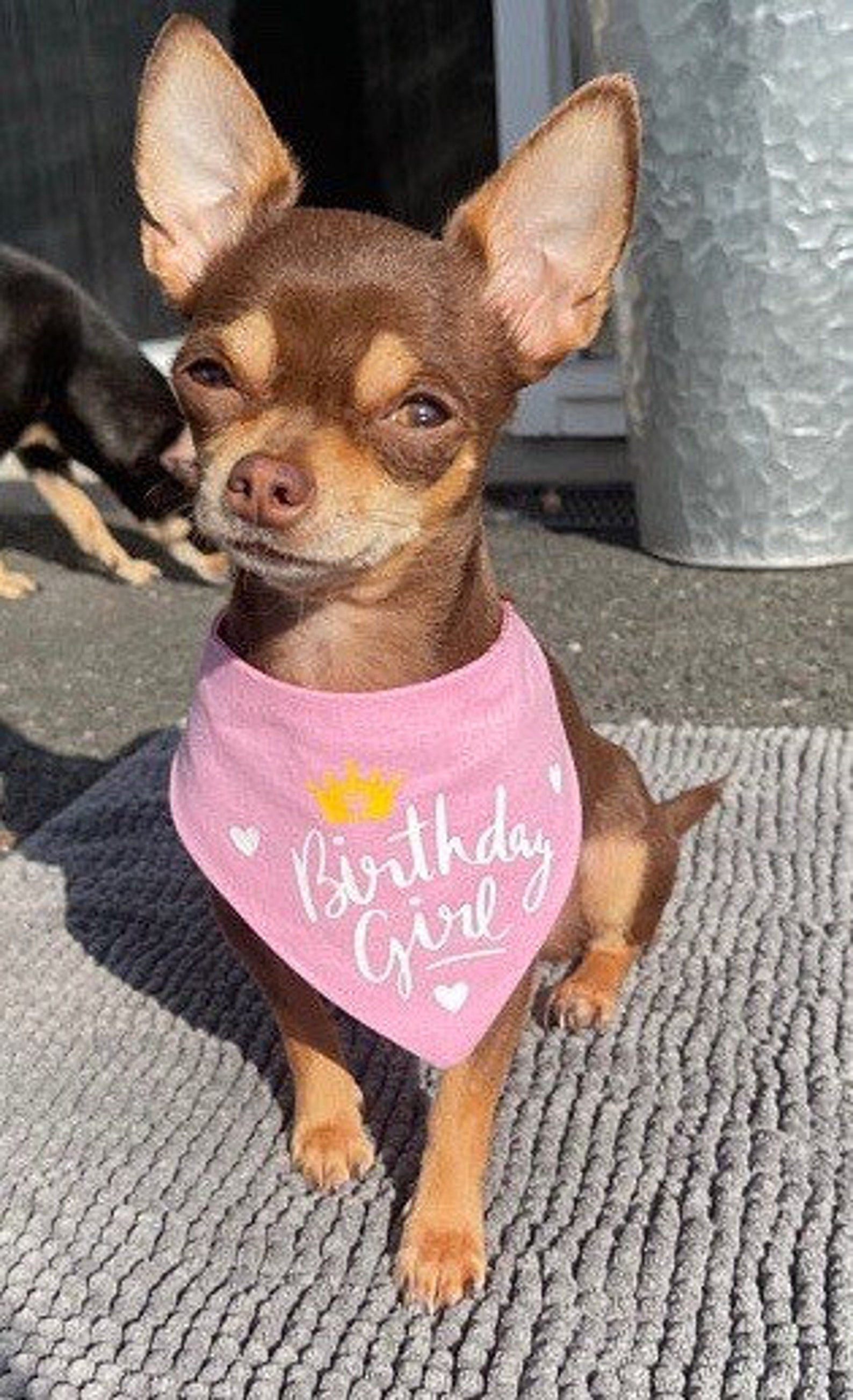 ANY COLOUR Birthday Girl Pink Dog Cat Bandana Princess Crown | Etsy UK