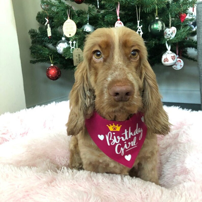 ANY COLOUR Birthday Girl Pink Dog Cat Bandana Princess Crown | Etsy UK