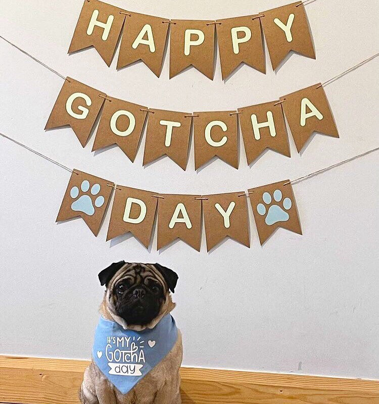 Happy Gotcha Day Bunting Banner Sign Dog Cat Rescue Birthday | Etsy UK