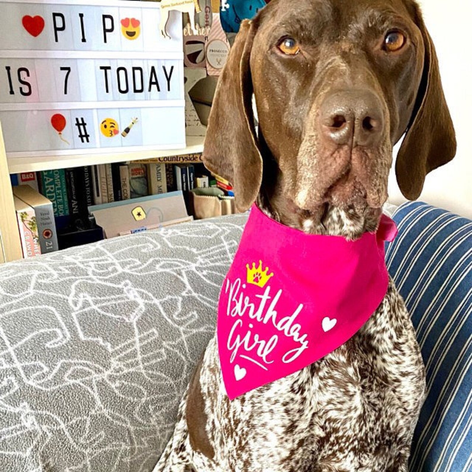 ANY COLOUR Birthday Girl Pink Dog Cat Bandana Princess Crown | Etsy UK