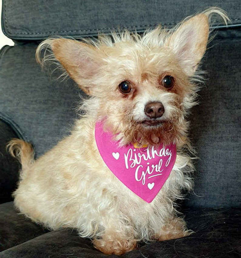 ANY COLOUR Birthday Girl Pink Dog Cat Bandana Princess Crown | Etsy