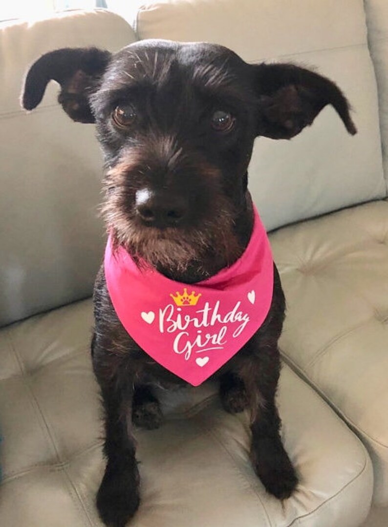 ANY COLOUR Birthday Girl Pink Dog Cat Bandana Princess Crown - Etsy UK