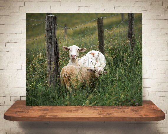 Sheep Photograph Fine Art Print Color Photo Wall Art | Etsy