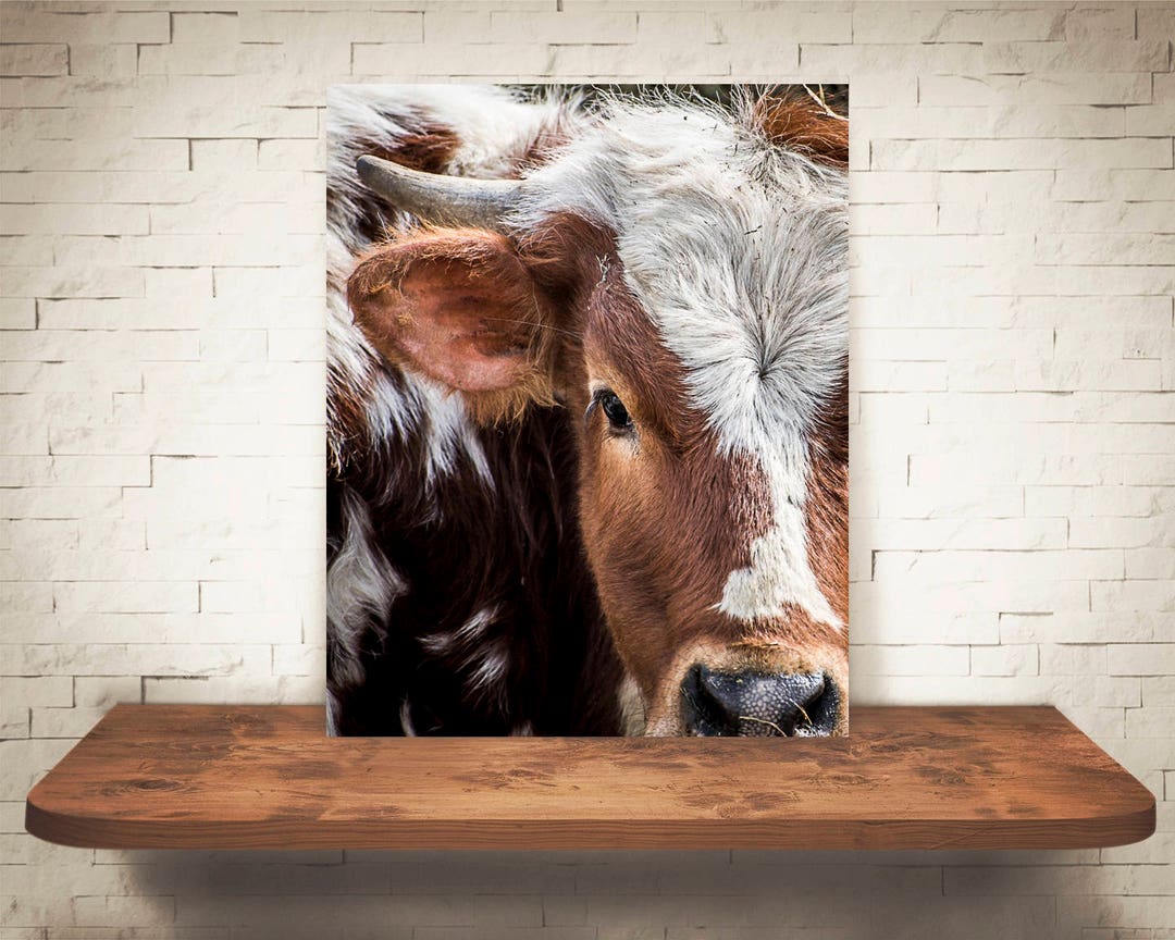 Longhorn Cattle Cow Photograph - Fine Art Print - Color Photo - Wall ...