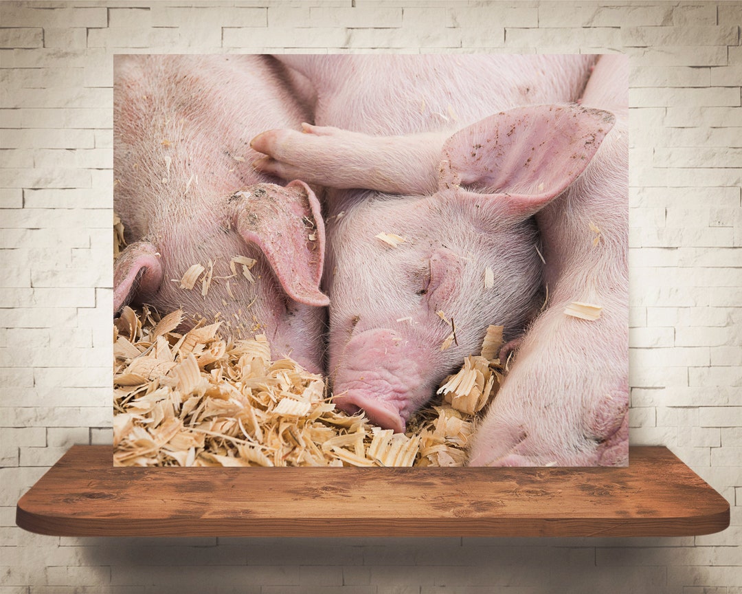 Baby Pigs Photograph - Fine Art Print - Color Photo - Wall Decor ...