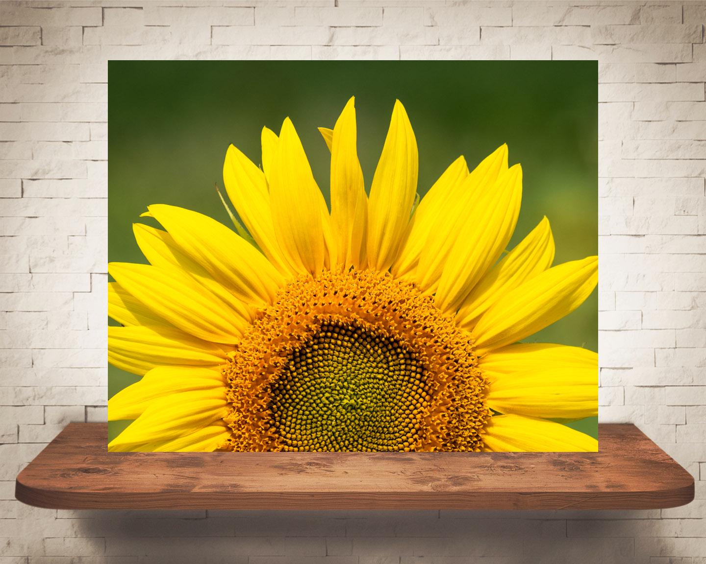 Yellow Sunflower Photograph - Fine Art Print - Color Photography - Fall ...